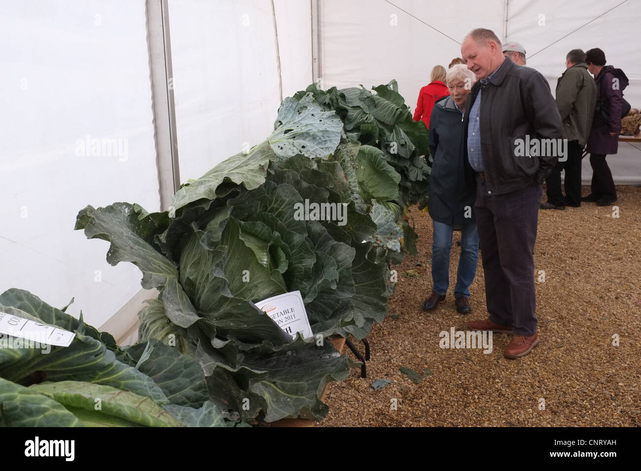 Giant Cabbage at a vegetable show Stock Photo - Alamy