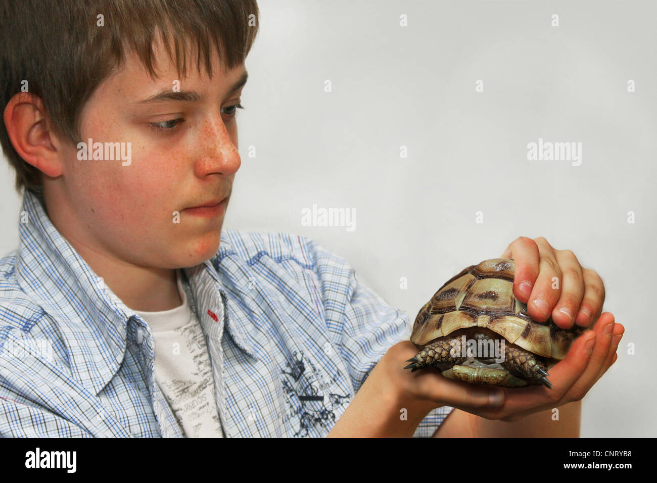 Boy tortoise hi-res stock photography and images - Alamy