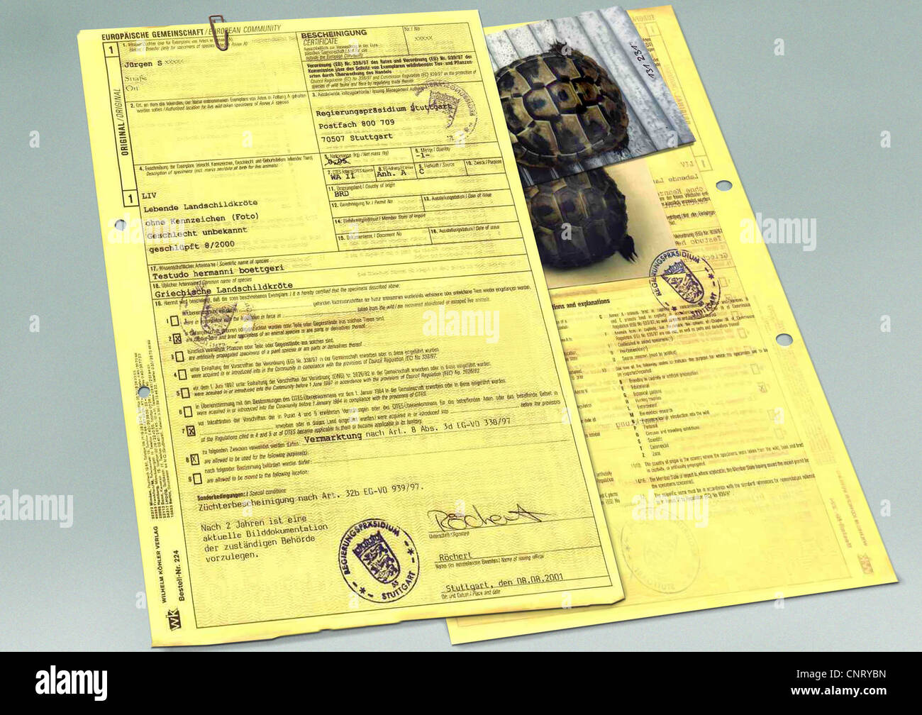 Hermann's tortoise, Greek tortoise (Testudo hermanni), two with CITES ...