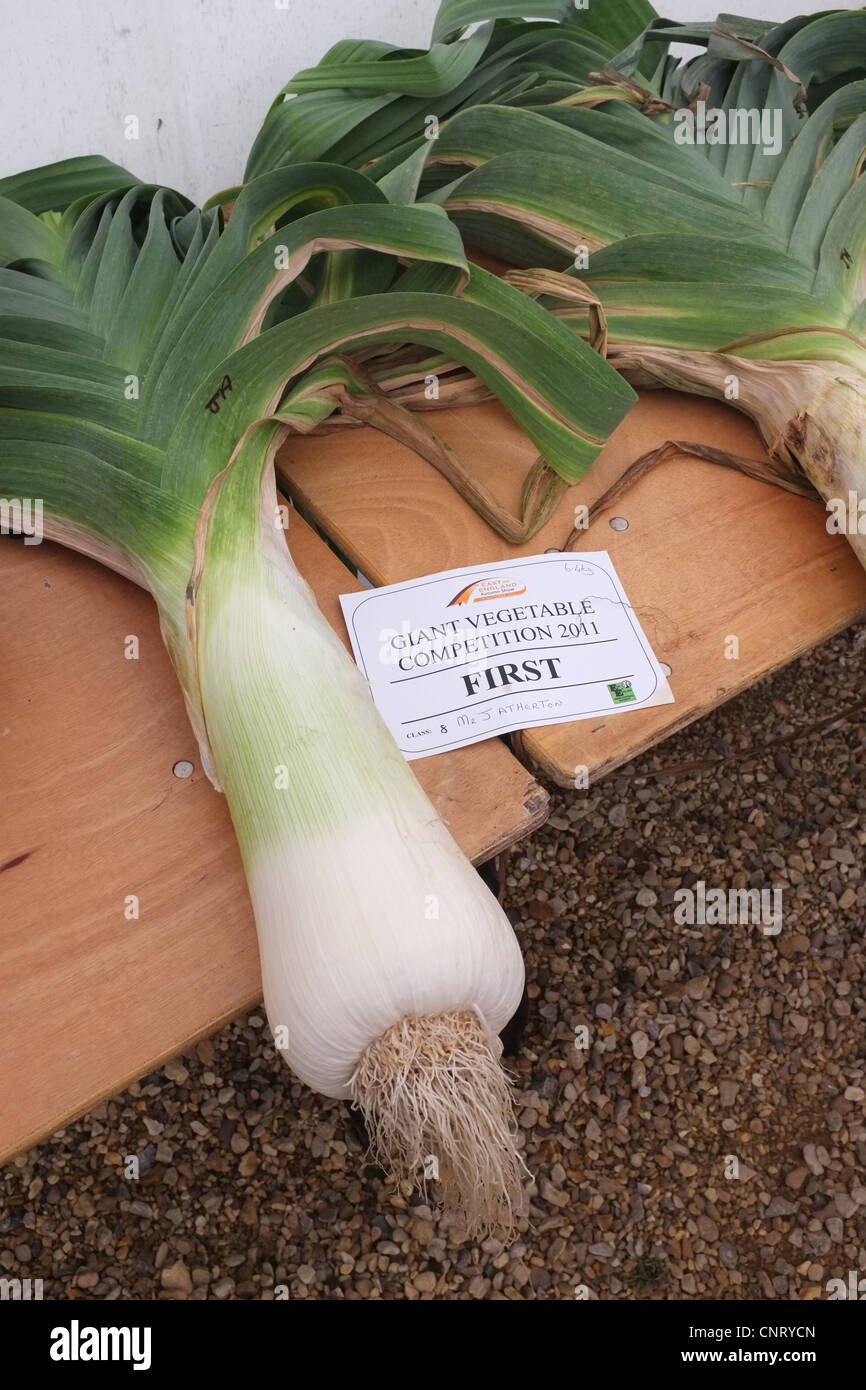 Giant Leek at a vegetable show Stock Photo - Alamy