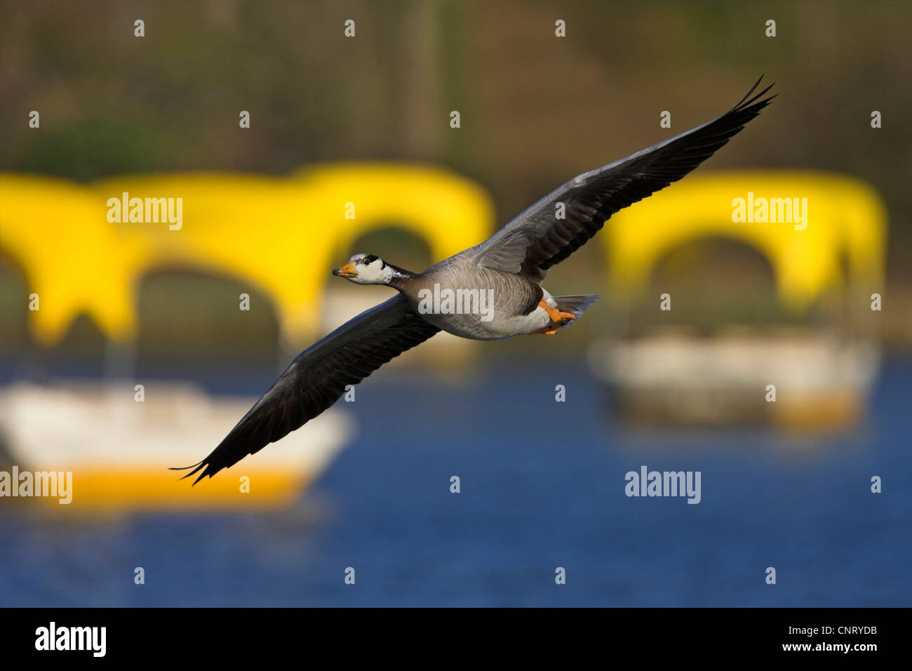 Animal pedal boats hi-res stock photography and images - Alamy