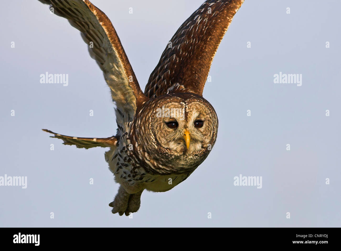 Barred owl hi-res stock photography and images - Alamy