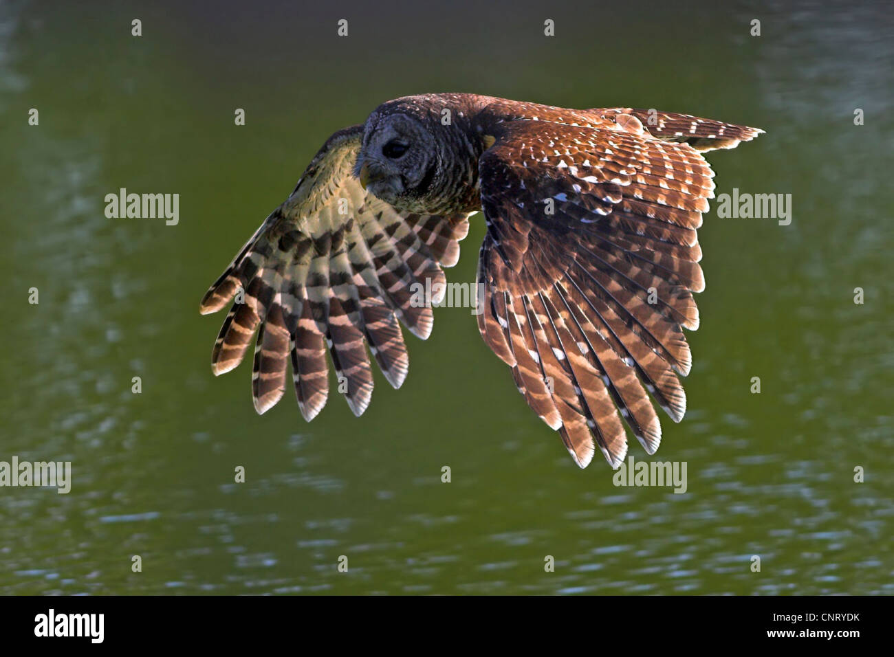 Barred owl hi-res stock photography and images - Alamy