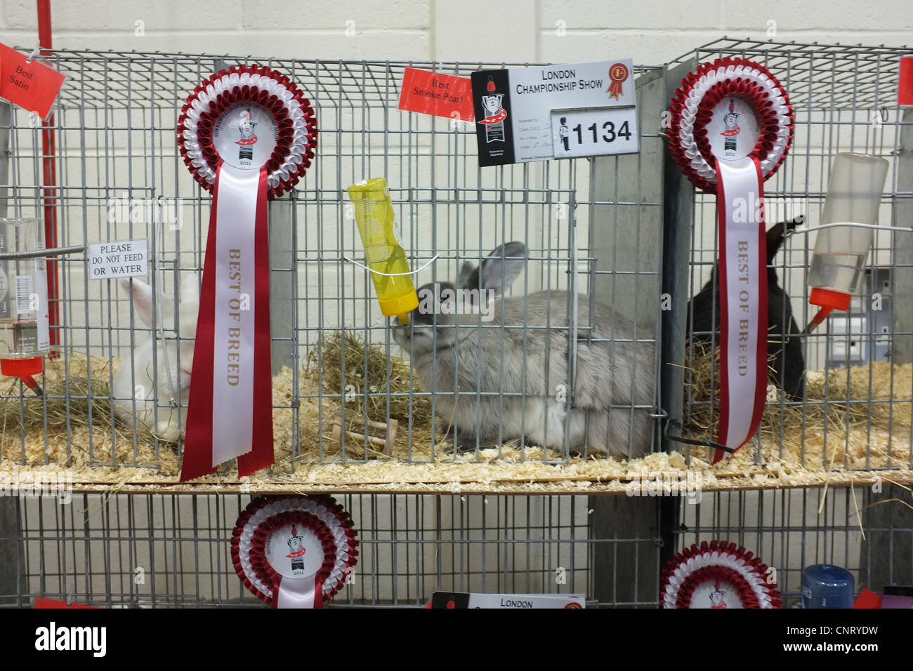 Rabbit show hi-res stock photography and images - Alamy