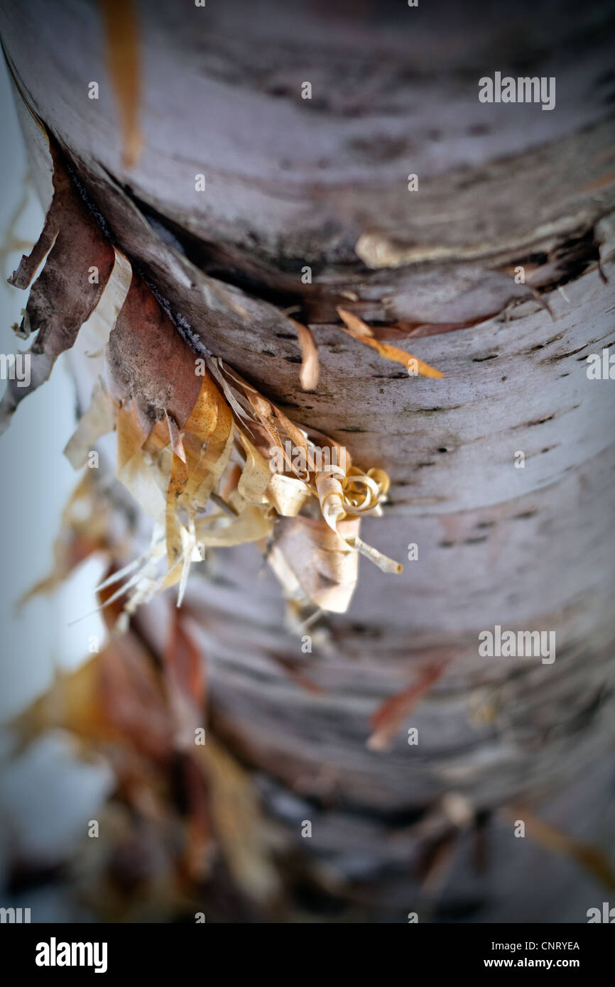 Tree bark peeling off hi-res stock photography and images - Alamy