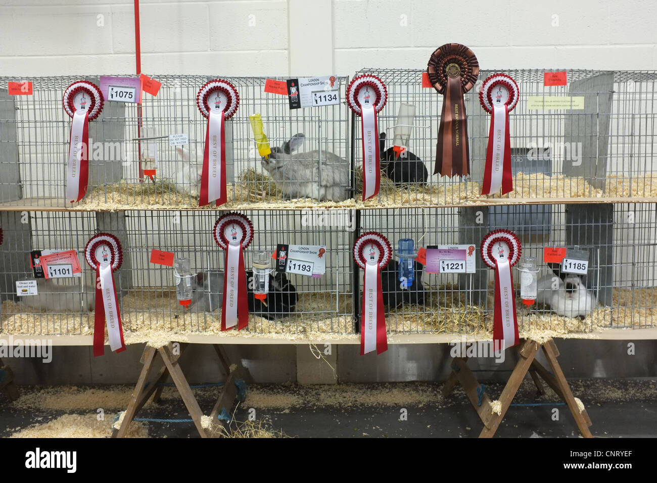 Rabbit show hi-res stock photography and images - Alamy