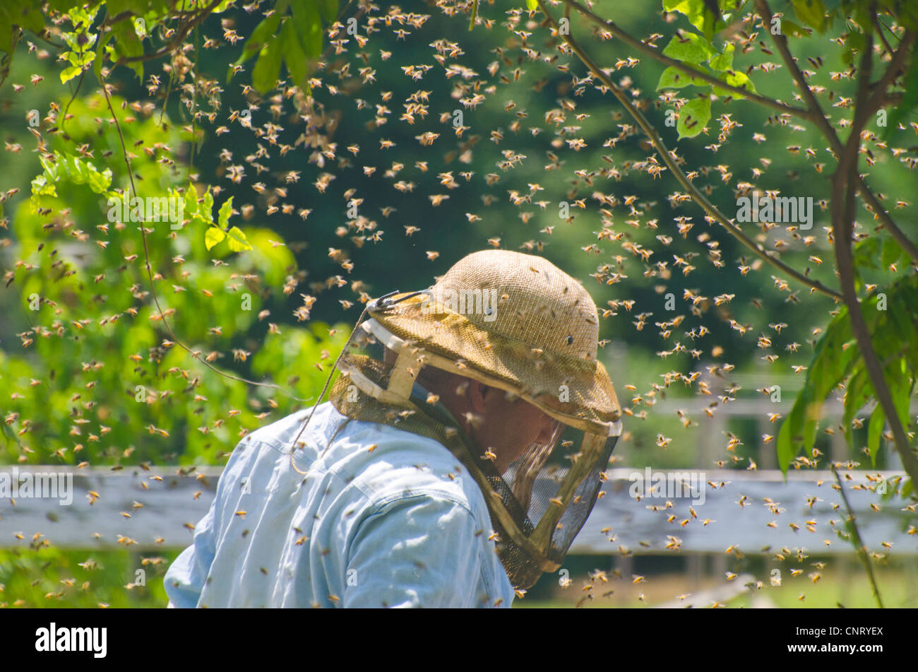 Beekeeper collecting bees from a swarm that moved into a garden Stock ...