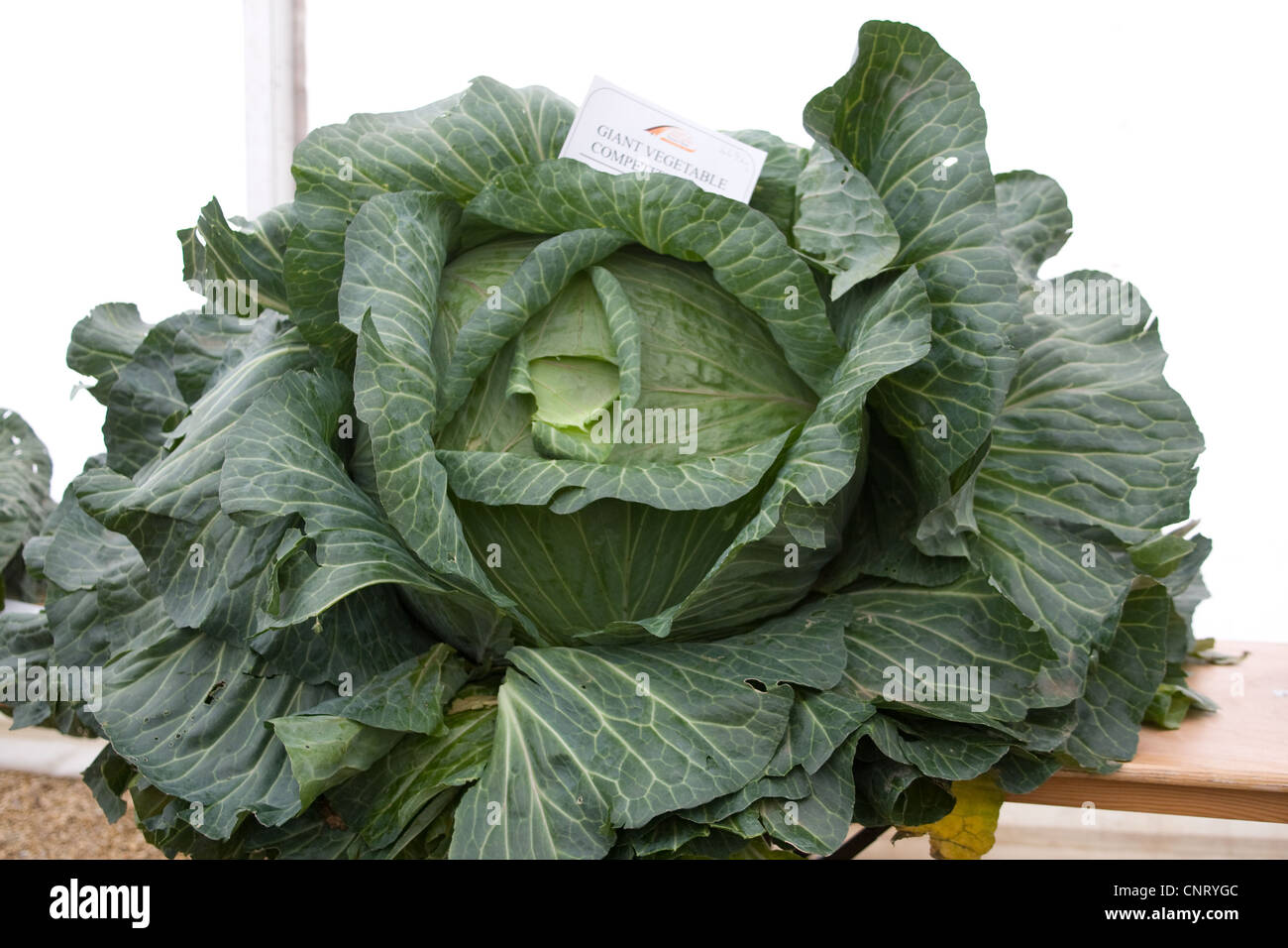 Giant cabbage at a vegetable show Stock Photo - Alamy
