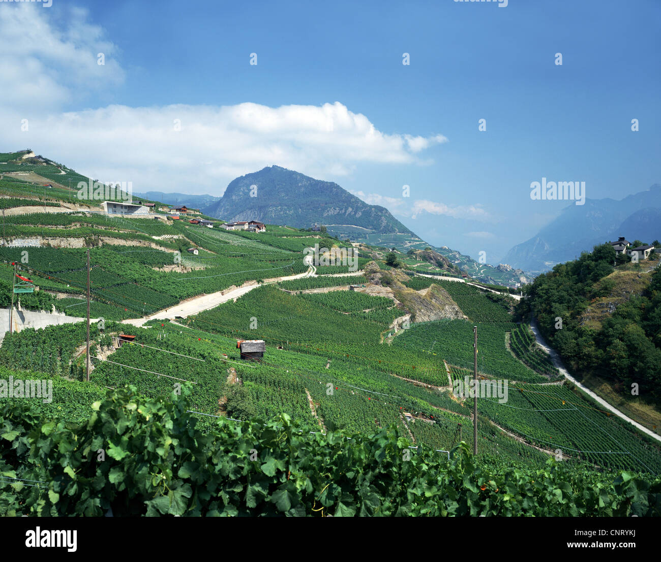 Vineyards in the valais hi-res stock photography and images - Alamy