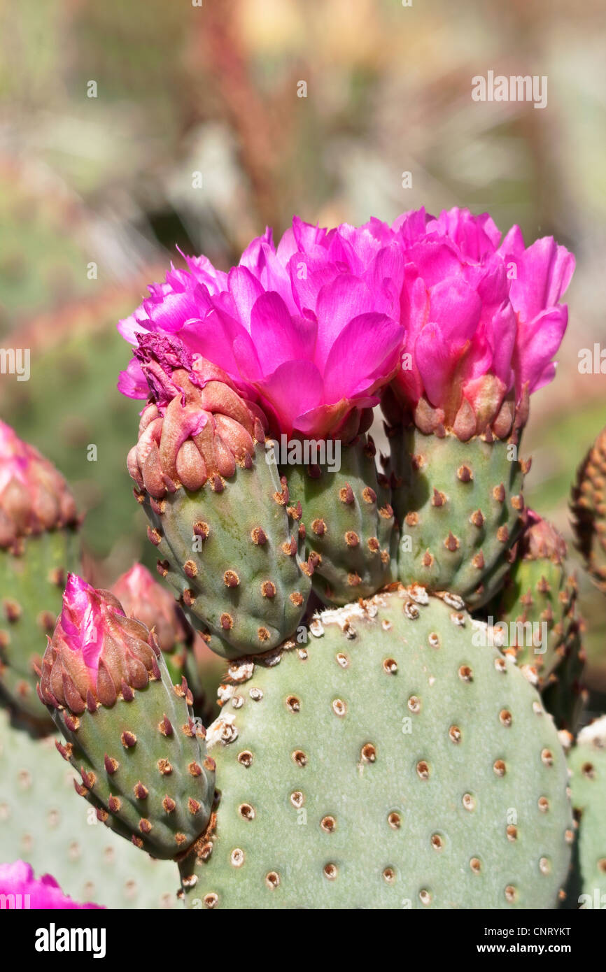 Southwestern Sonoran Desert High Resolution Stock Photography and ...