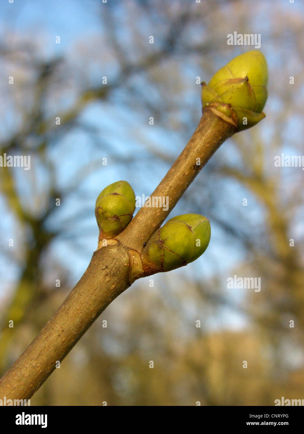 Sycamore bud winter hi-res stock photography and images - Alamy