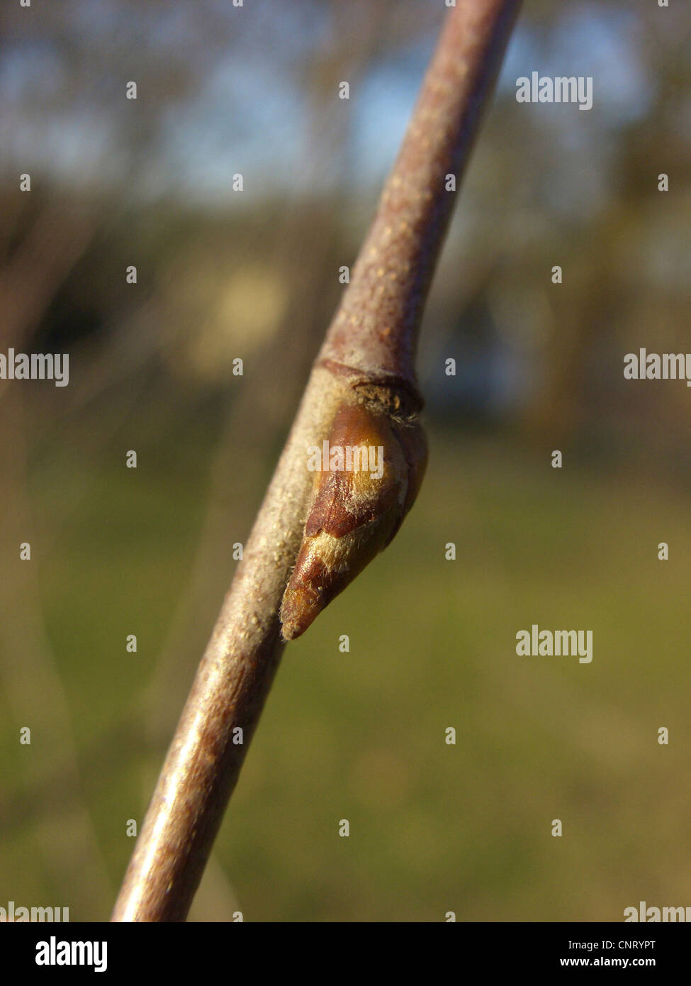 Vegetative bud hi-res stock photography and images - Alamy