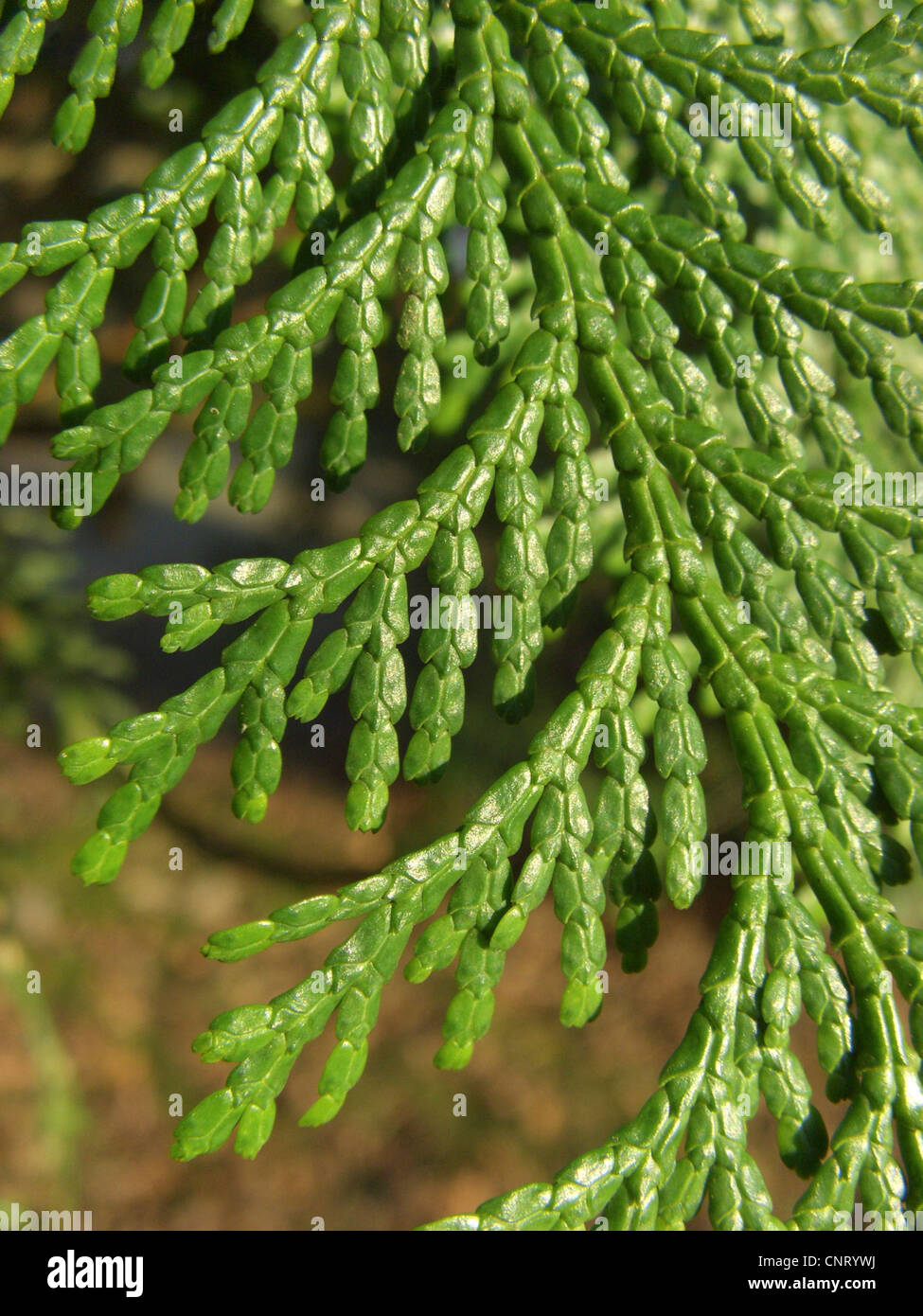 Japanese cypress, Hinoki cypress, Hinoki (Chamaecyparis obtusa), upper ...