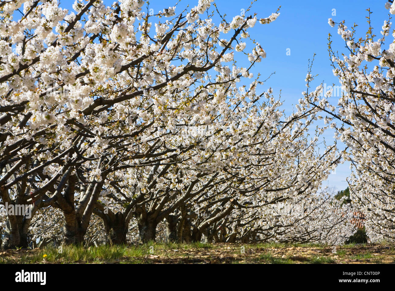 Large flowering cherry trees hi-res stock photography and images - Alamy
