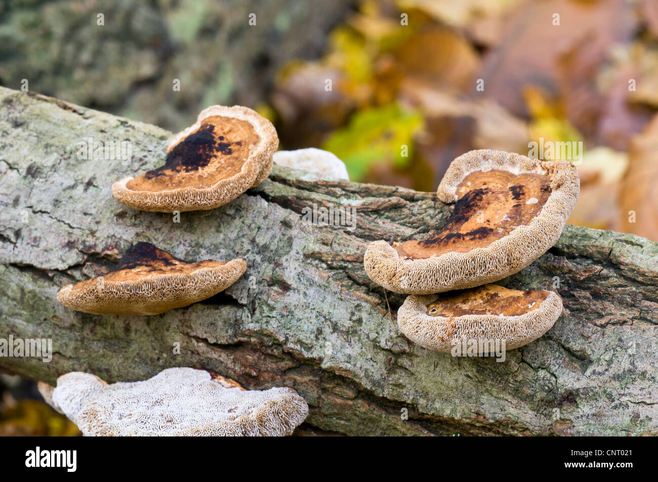 Blushing bracket (Daedaleopsis confragosa) fungi growing on dead wood ...
