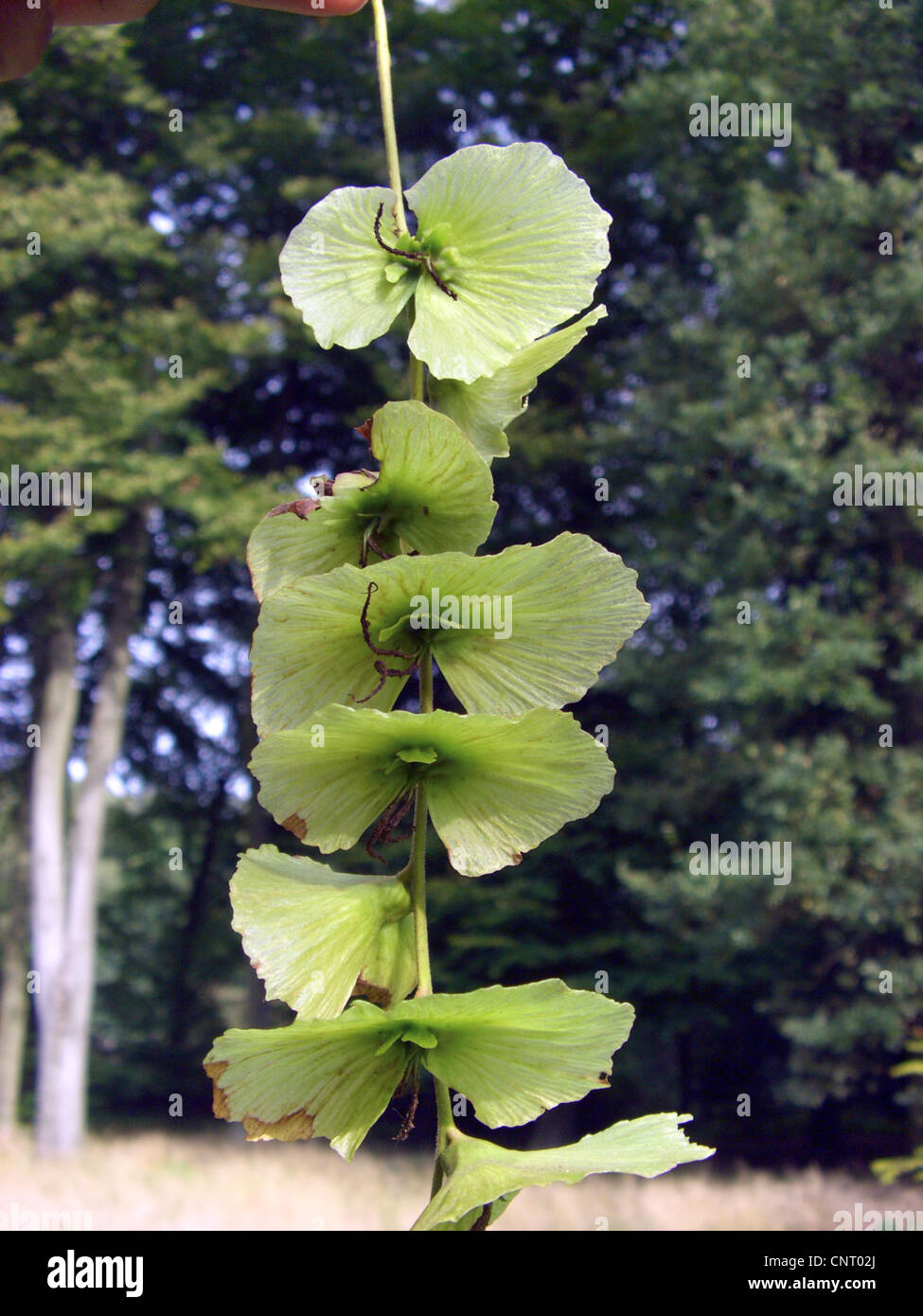Cyclocarya (Cyclocarya paliurus, Pterocarya paliurus), infructescence ...