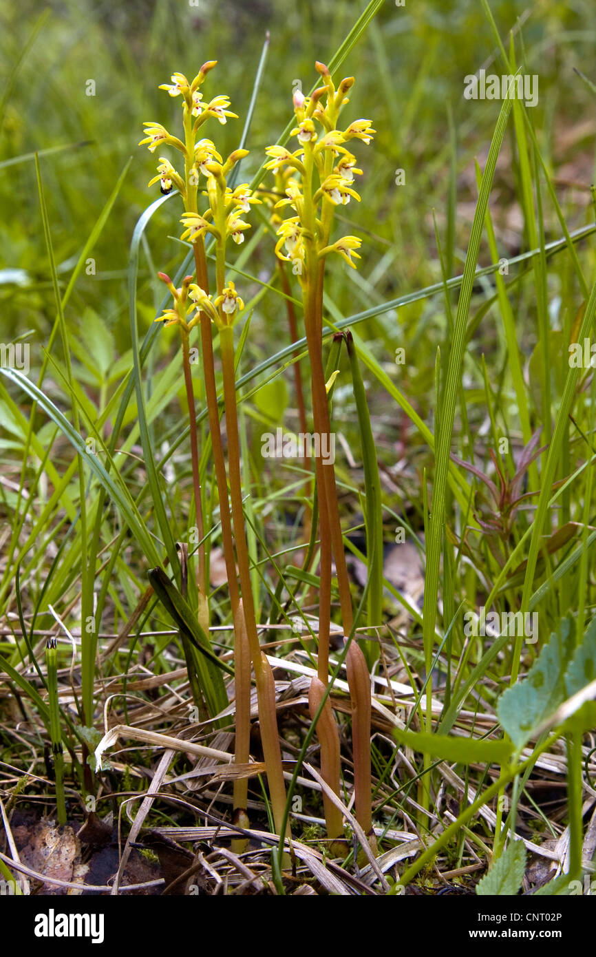Lateral raceme hi-res stock photography and images - Alamy
