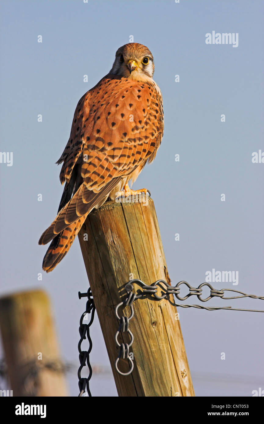 Back view kestrel hi-res stock photography and images - Alamy