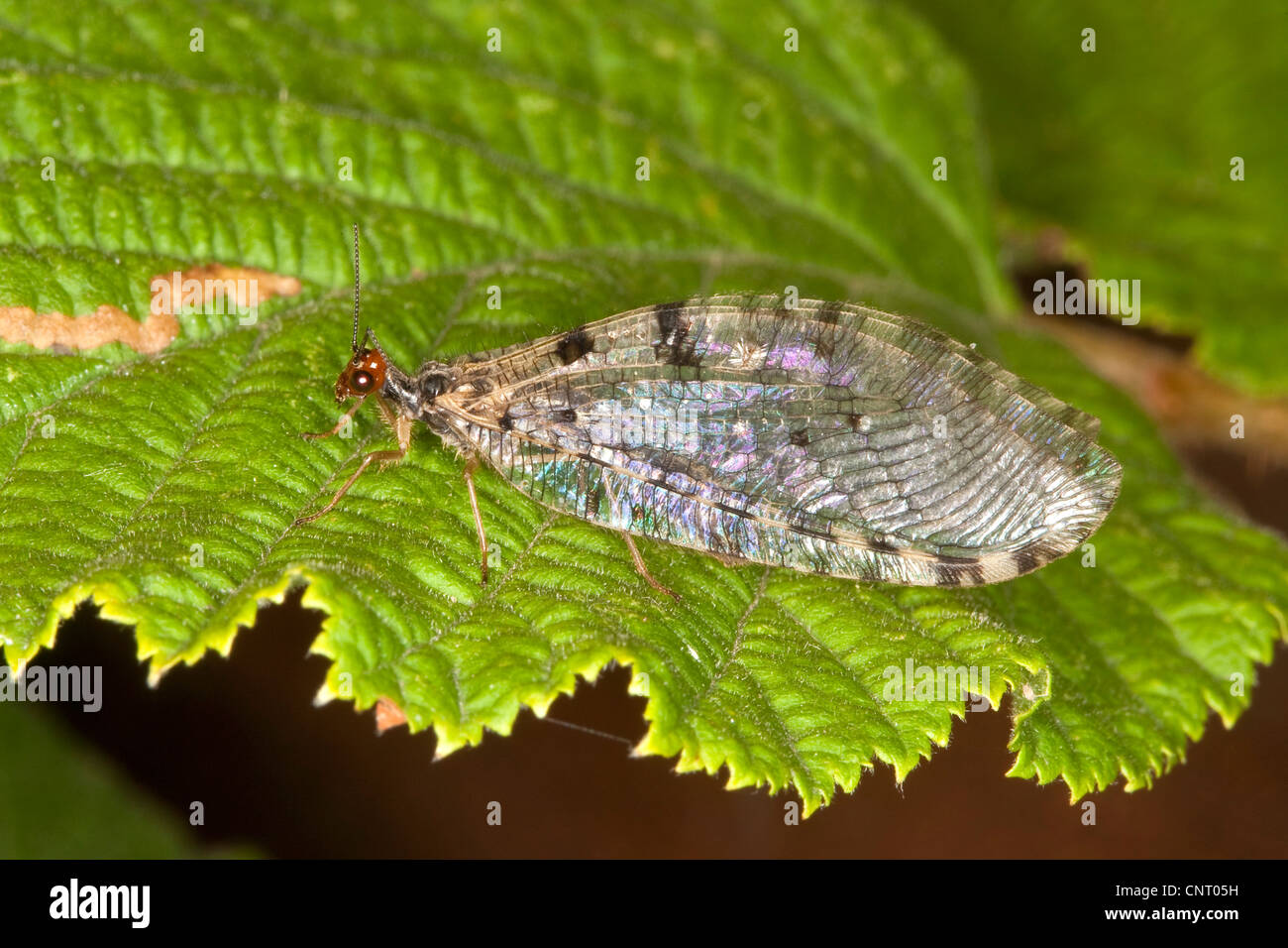 Stream lacewing osmylus fulvicephalus hi-res stock photography and ...