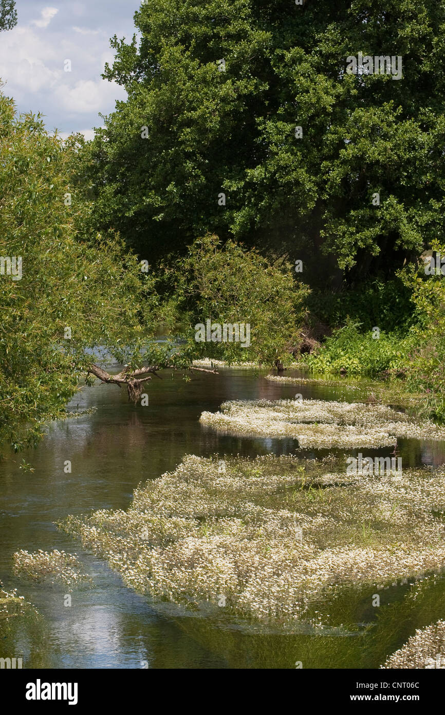 River water crowfoot ranunculus fluitans hi-res stock photography and ...