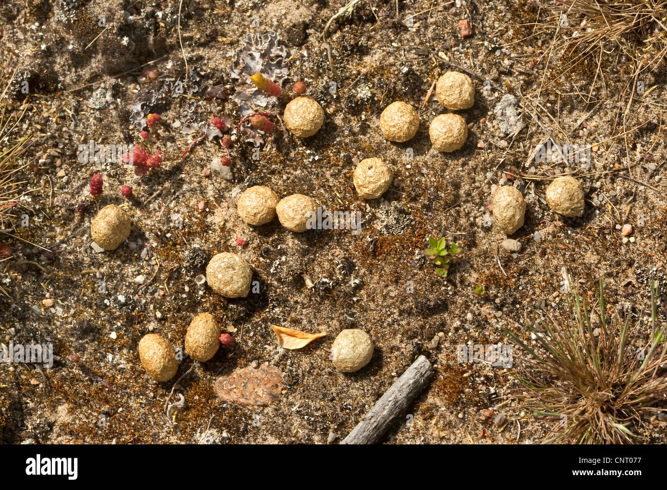 European hare (Lepus europaeus), Faeces Stock Photo - Alamy