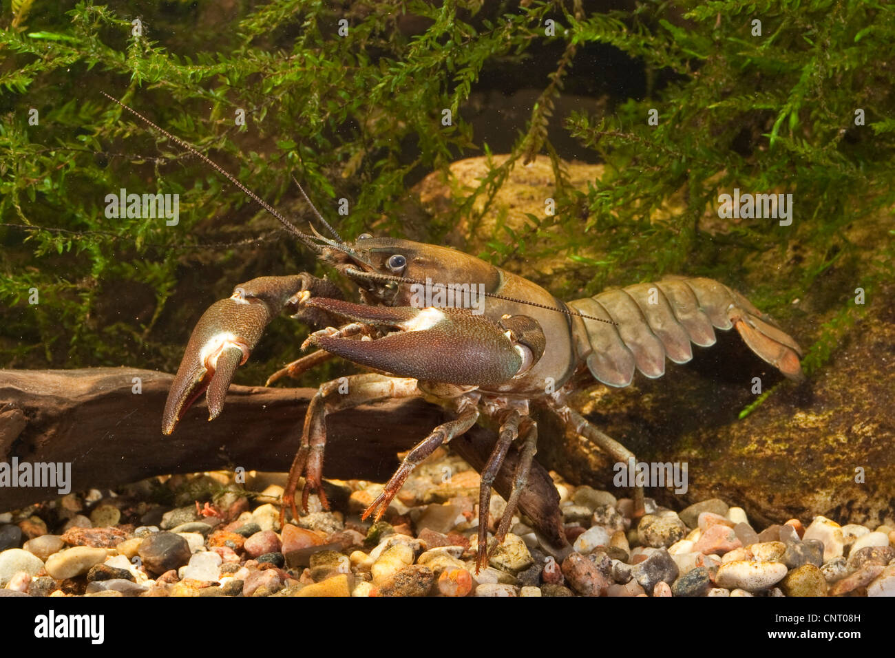 signal crayfish (Pacifastacus leniusculus), portrait in aquarium ...