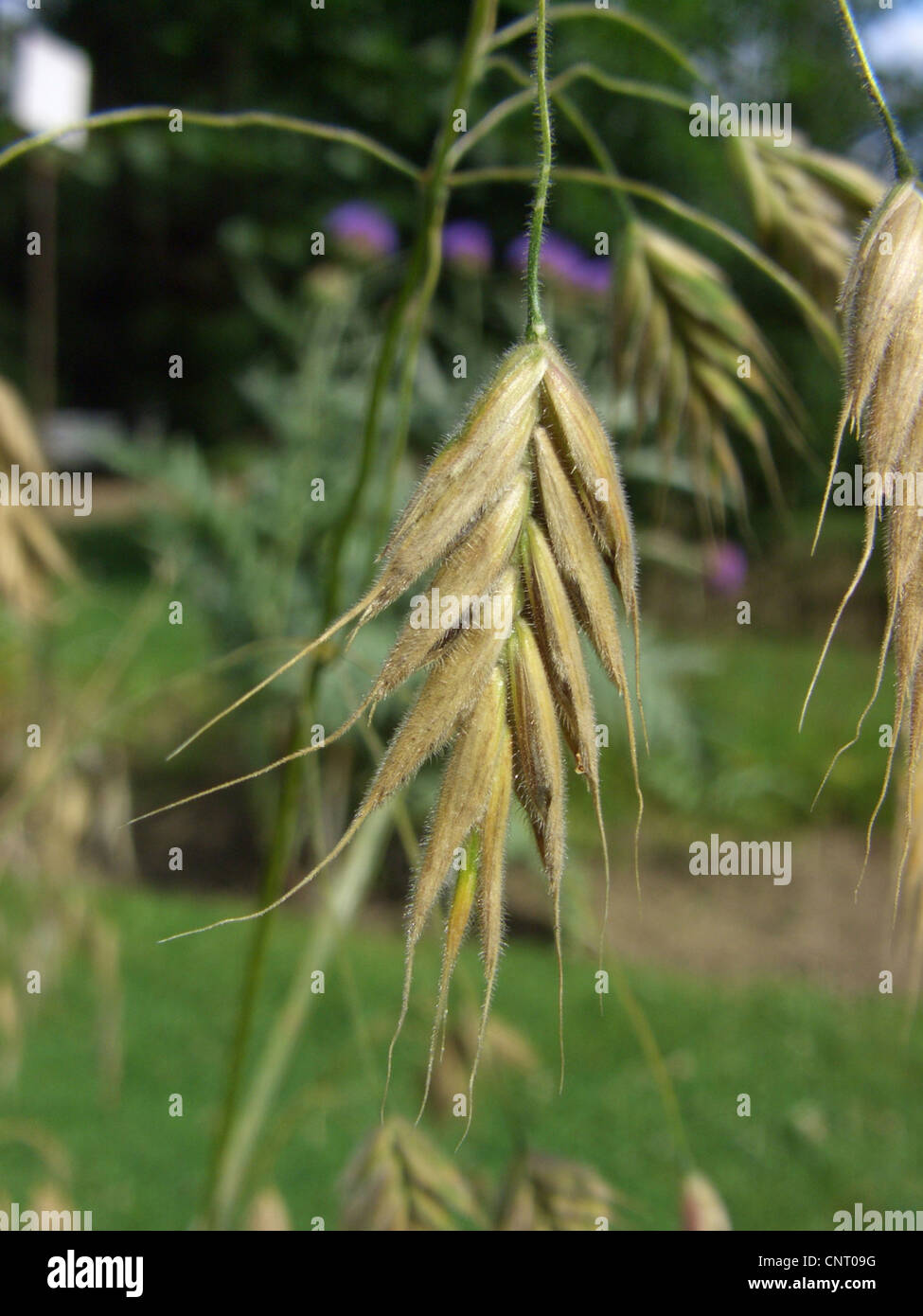Brome of the Ardennes (Bromus bromoideus), spikelet Stock Photo - Alamy