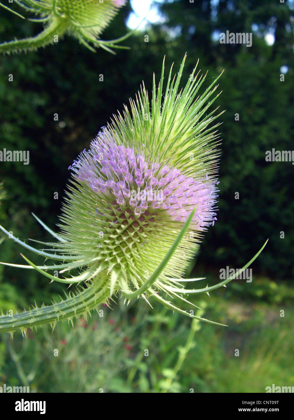 wild teasel, Fuller's teasel, common teasel, common teazle (Dipsacus ...