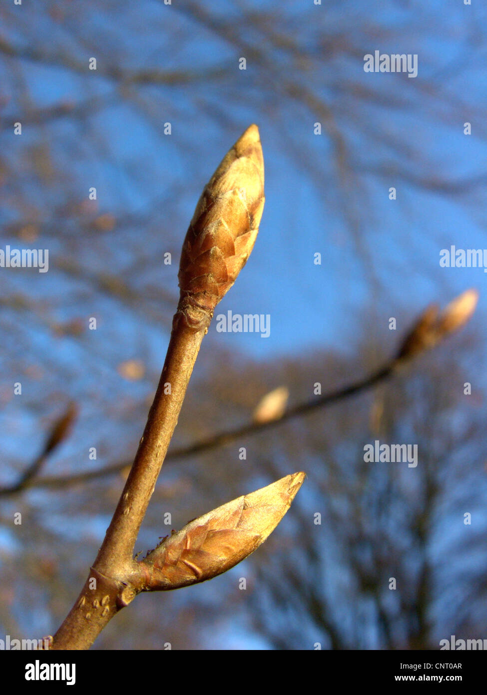 common beech (Fagus sylvatica), twig with winter bud, Germany Stock ...