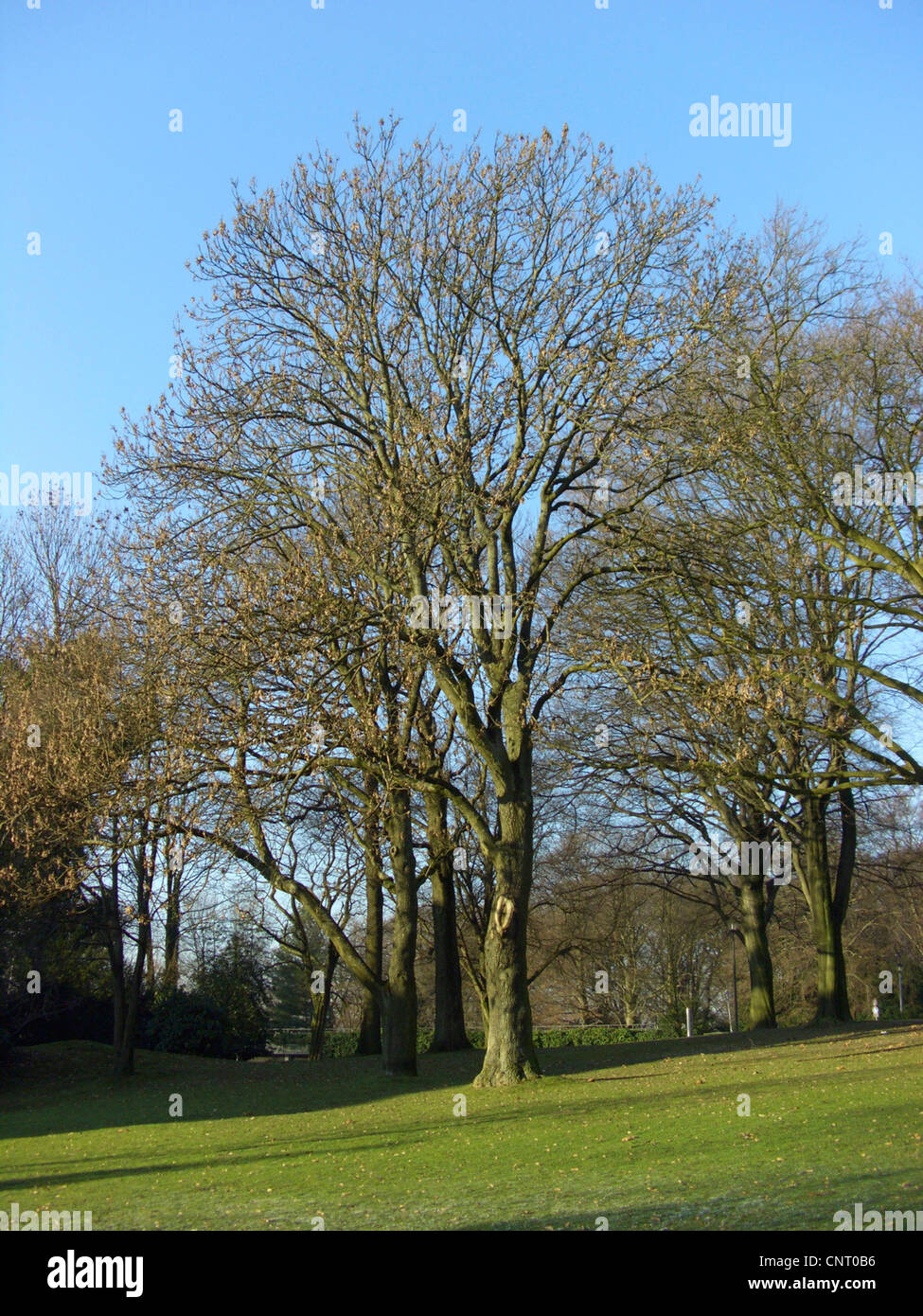 Ash, fraxinus excelsior winter hi-res stock photography and images - Alamy