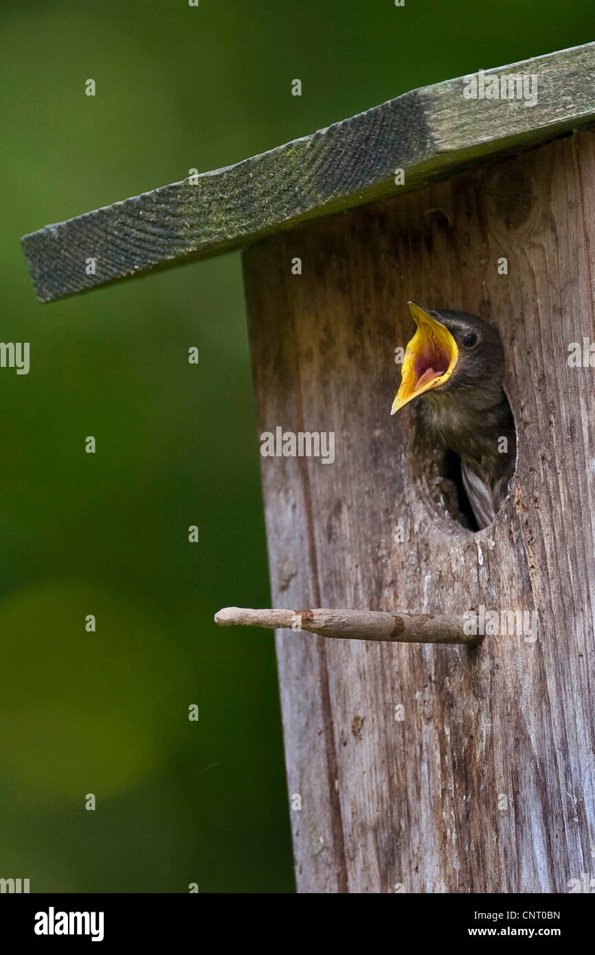 Starlings nest box hi-res stock photography and images - Alamy