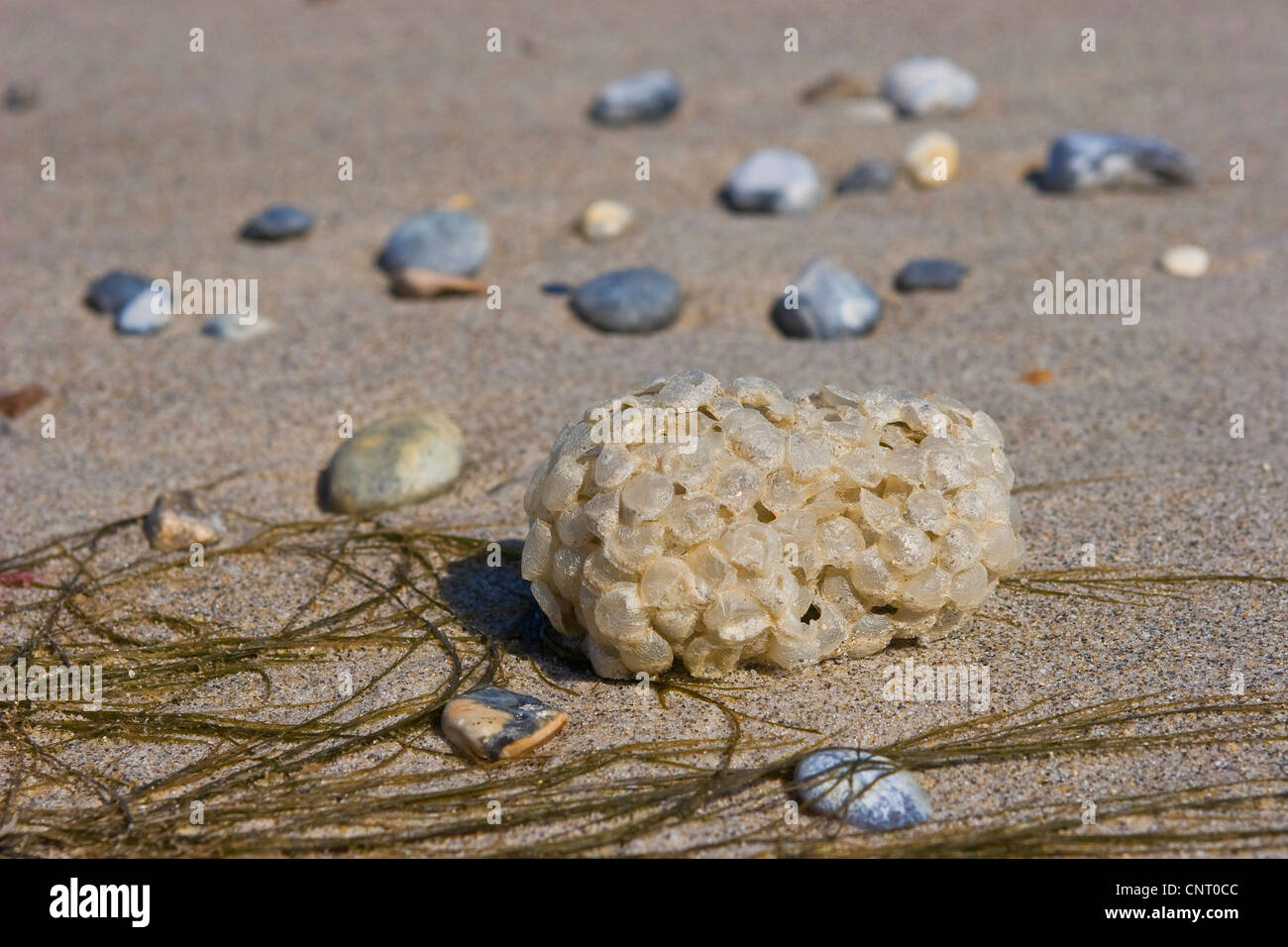 common whelk, edible European whelk, waved whelk, buckie, common ...