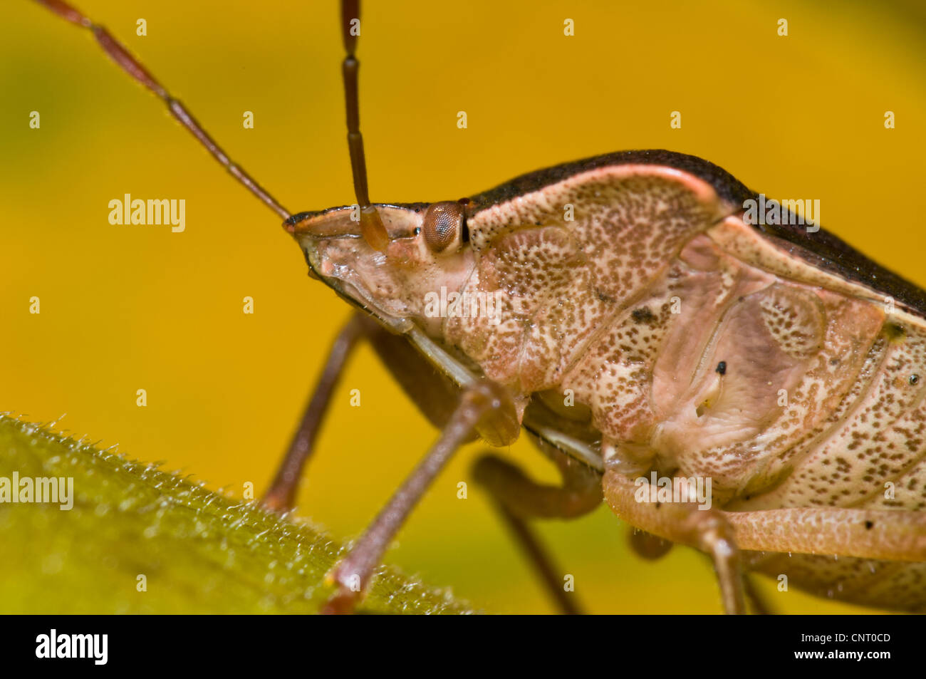 A close-up of a green shield bug (Palomena prisina) in its bronze ...