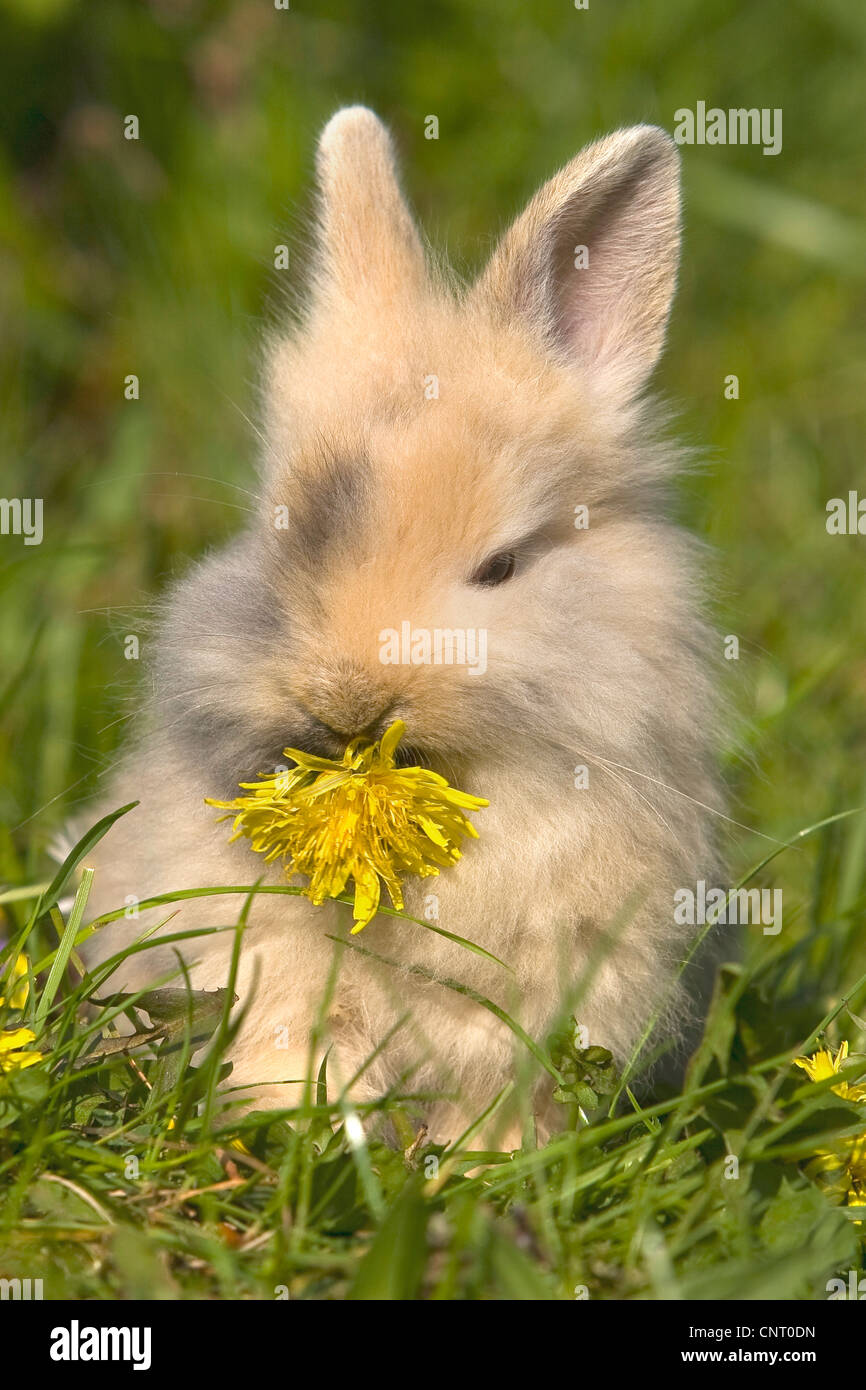 dwarf rabbit (Oryctolagus cuniculus f. domestica), feeding a dandelion ...