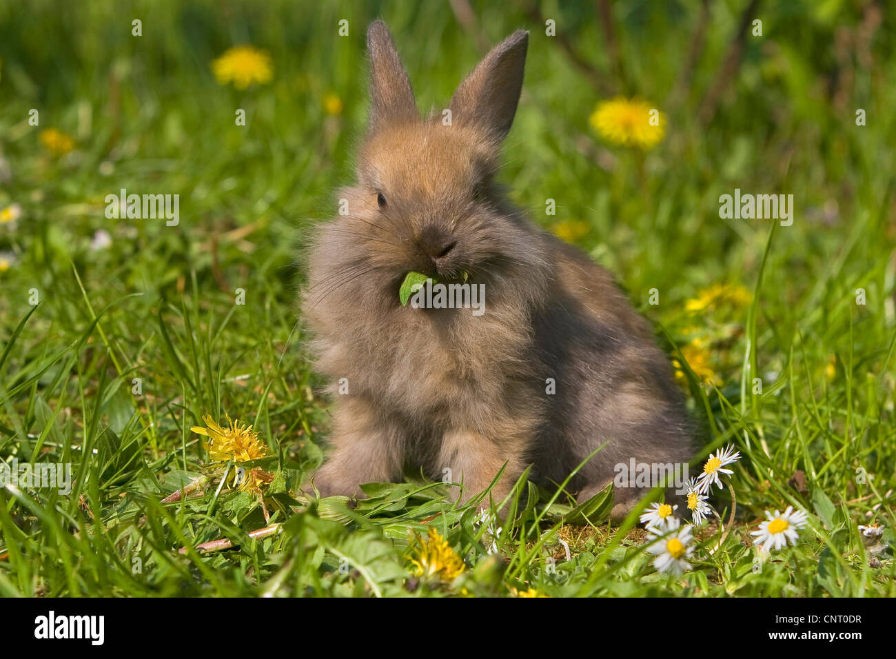 Dwarf rabbit hi-res stock photography and images - Alamy
