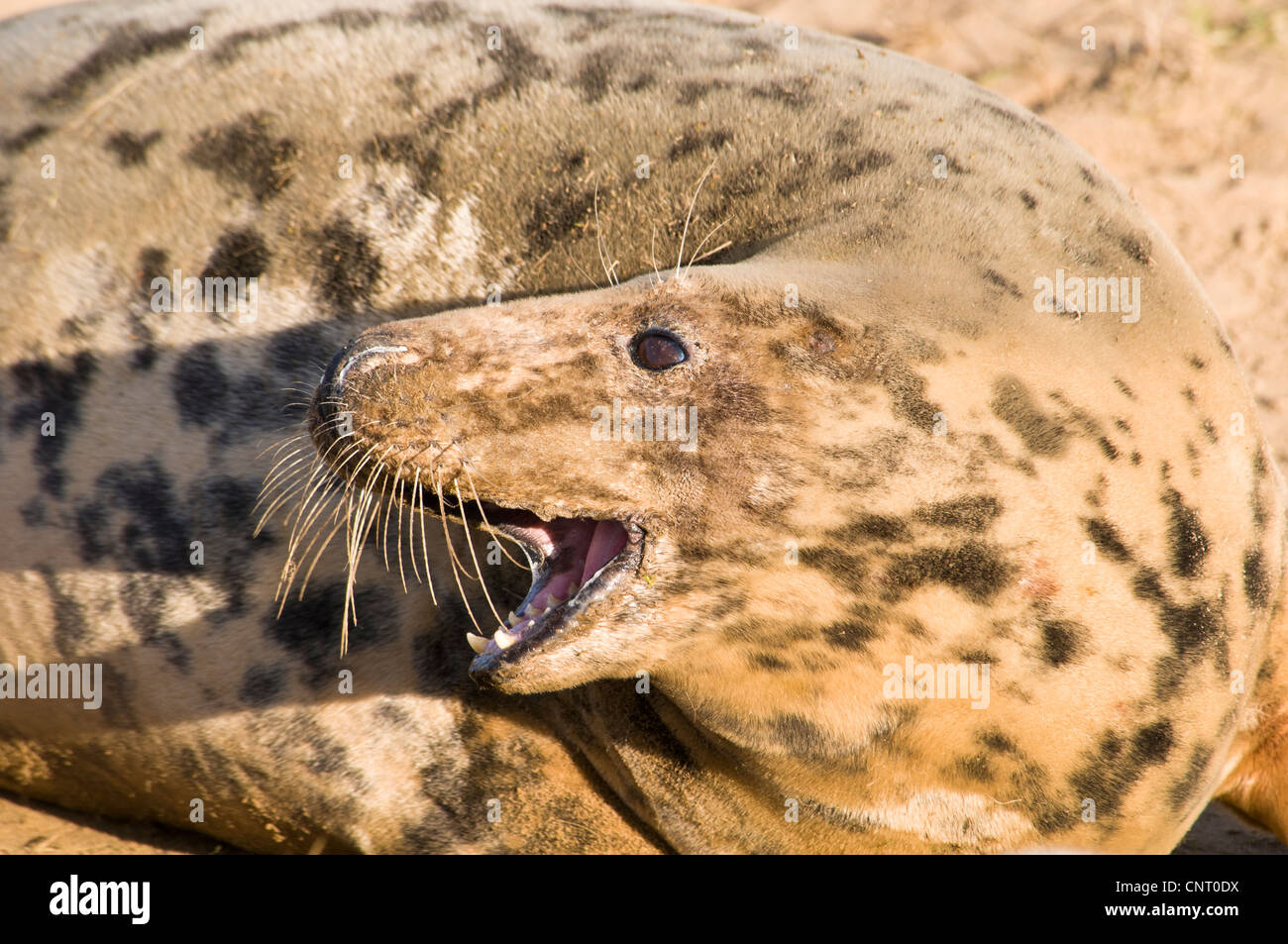 Seal teeth hi-res stock photography and images - Alamy