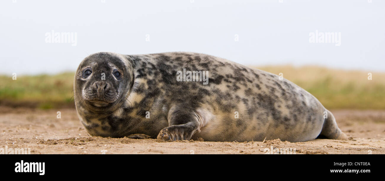 An adolescent grey seal (Halichoerus grypus) resting on the beach at ...