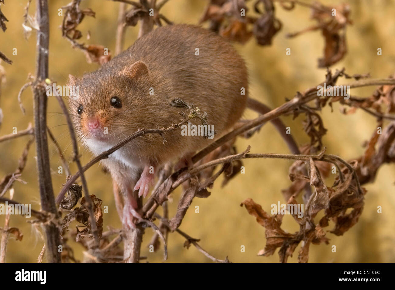 Old World harvest mouse (Micromys minutus), climbs on shrub Stock Photo ...