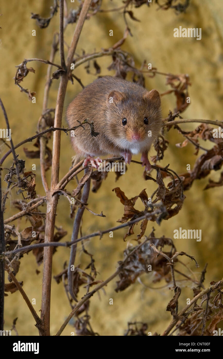 Old World harvest mouse (Micromys minutus), climbs on shrub Stock Photo ...