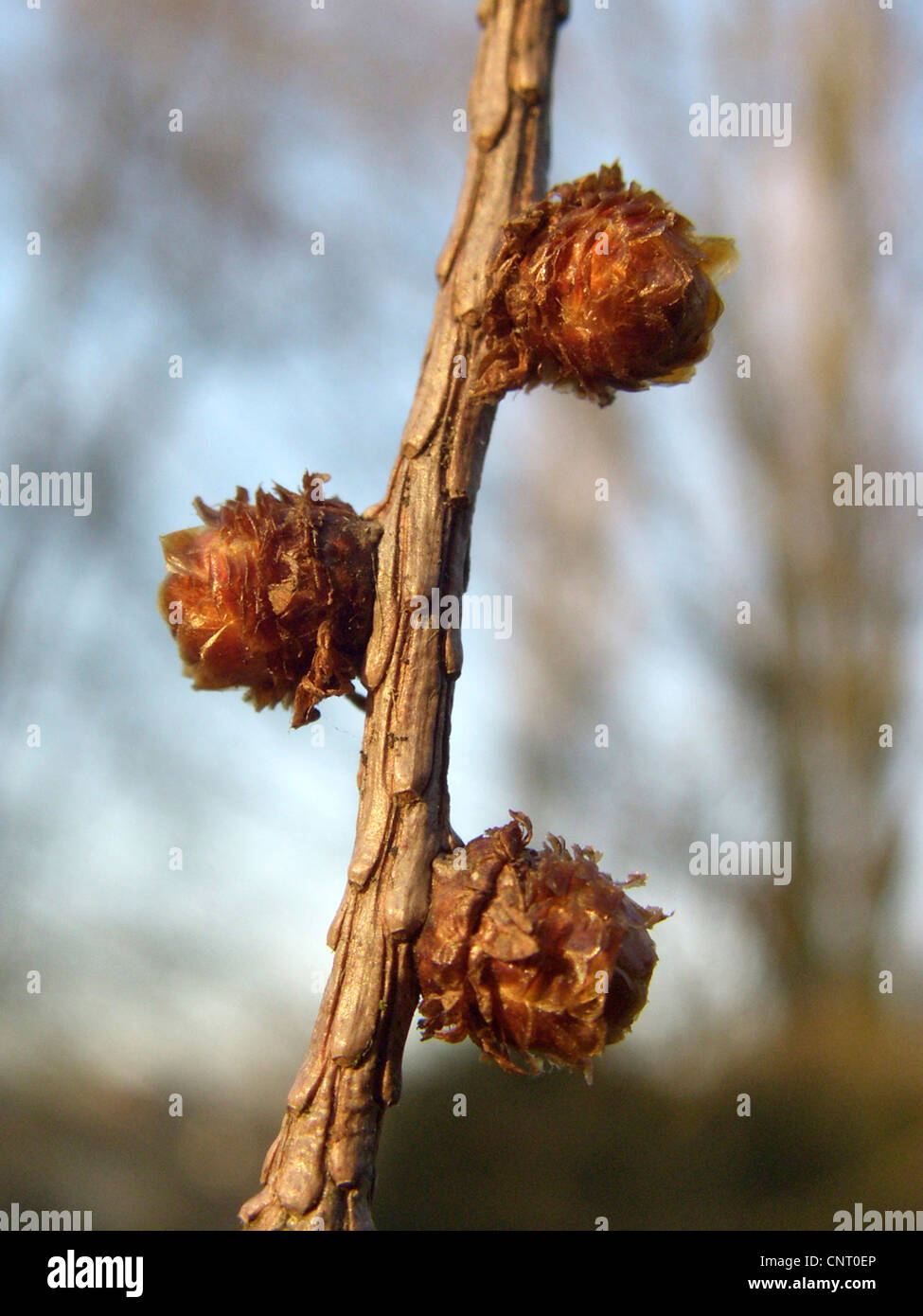 Japanese larch (Larix kaempferi), twig with winter buds Stock Photo - Alamy