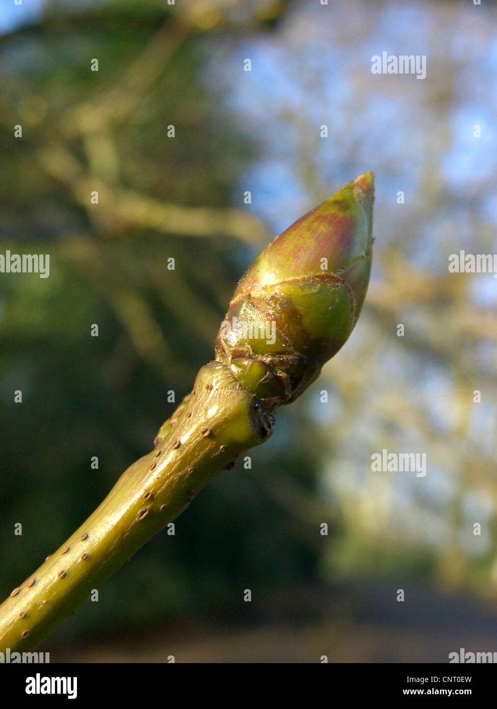 Walnut Buds High Resolution Stock Photography and Images - Alamy