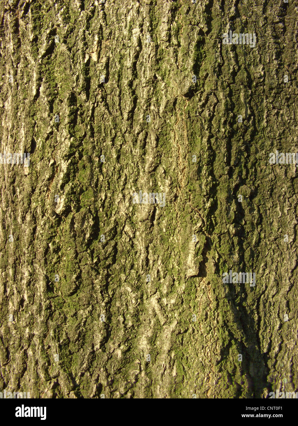 Magnolia kobus trees hi-res stock photography and images - Alamy