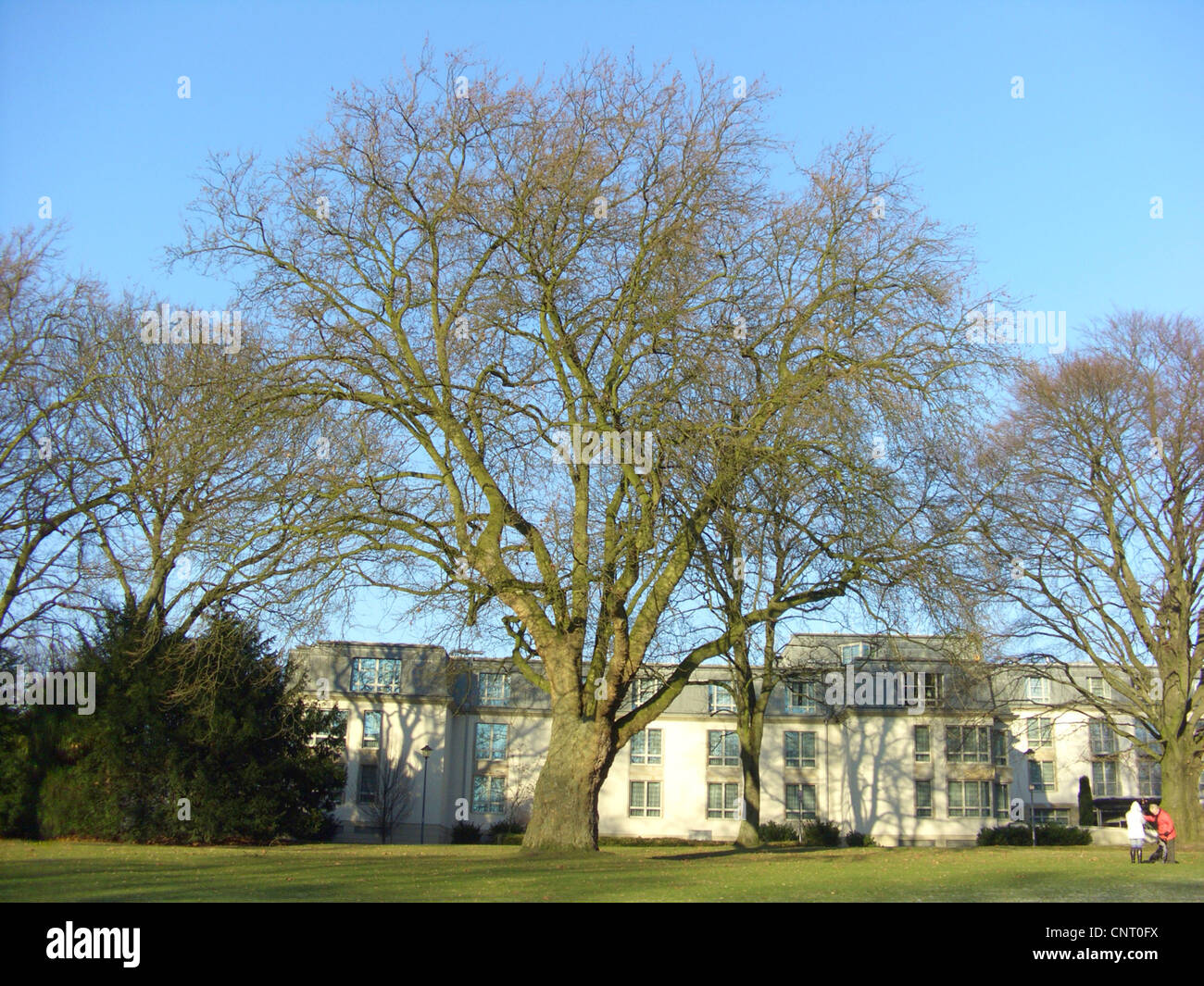 European plane, maple-leaved plane, London plane, London planetree ...