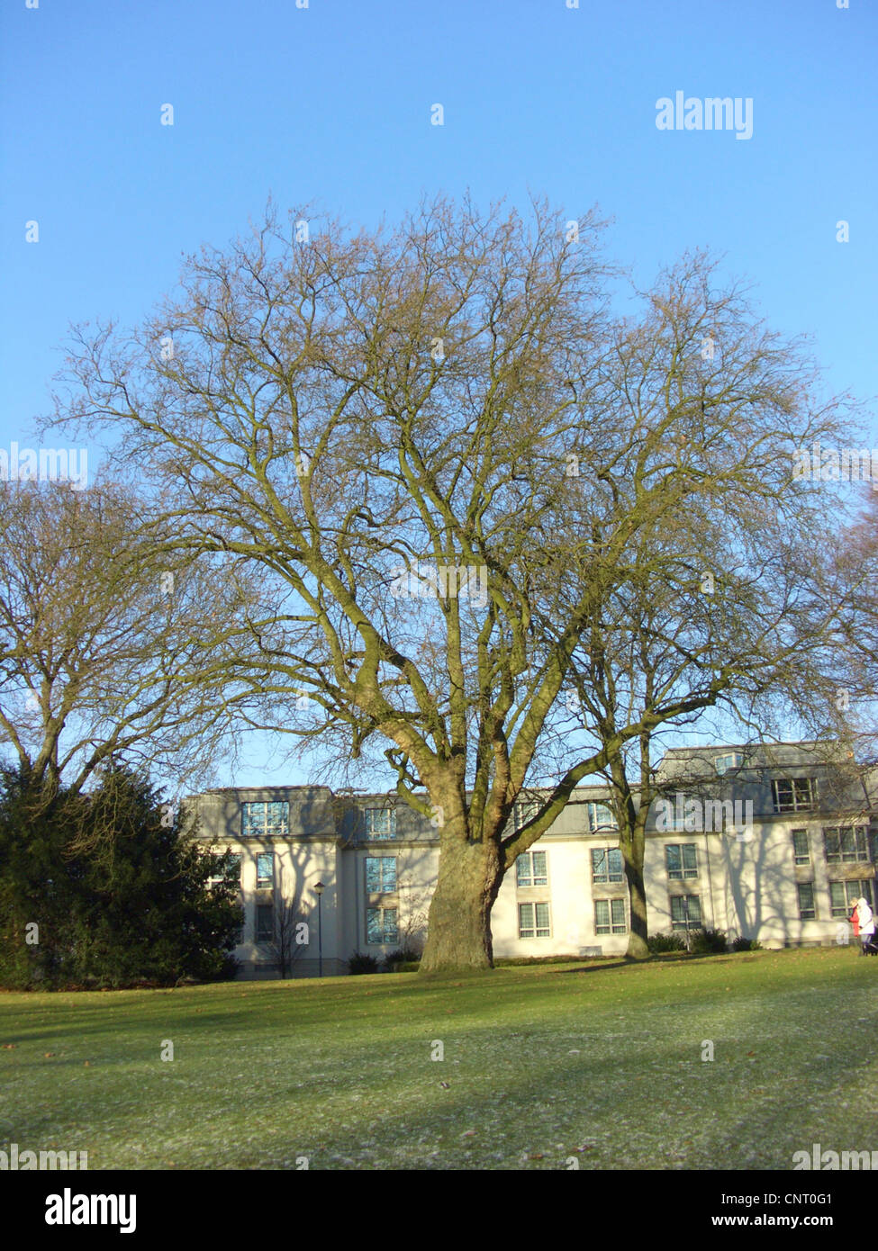 European plane, maple-leaved plane, London plane, London planetree ...