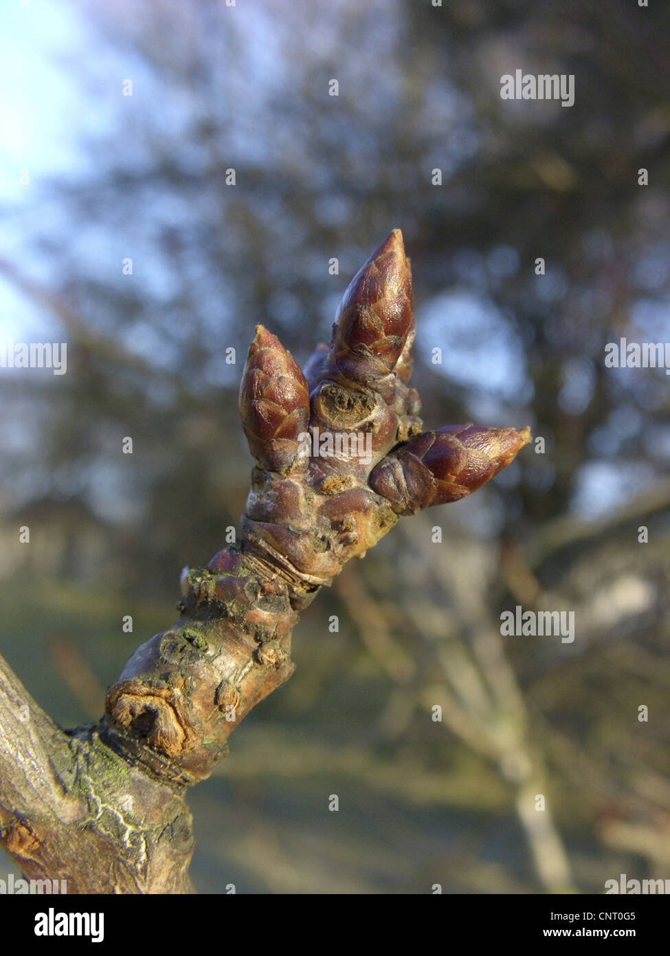 oriental cherry (Prunus serrulata 'Kanzan', Prunus serrulata Kanzan ...