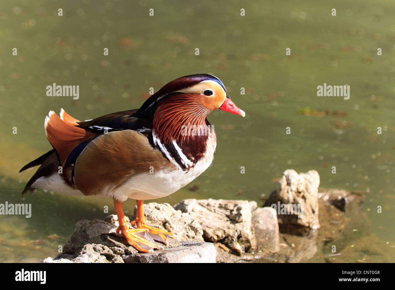 Drake Mandarin Duck High Resolution Stock Photography and Images - Alamy