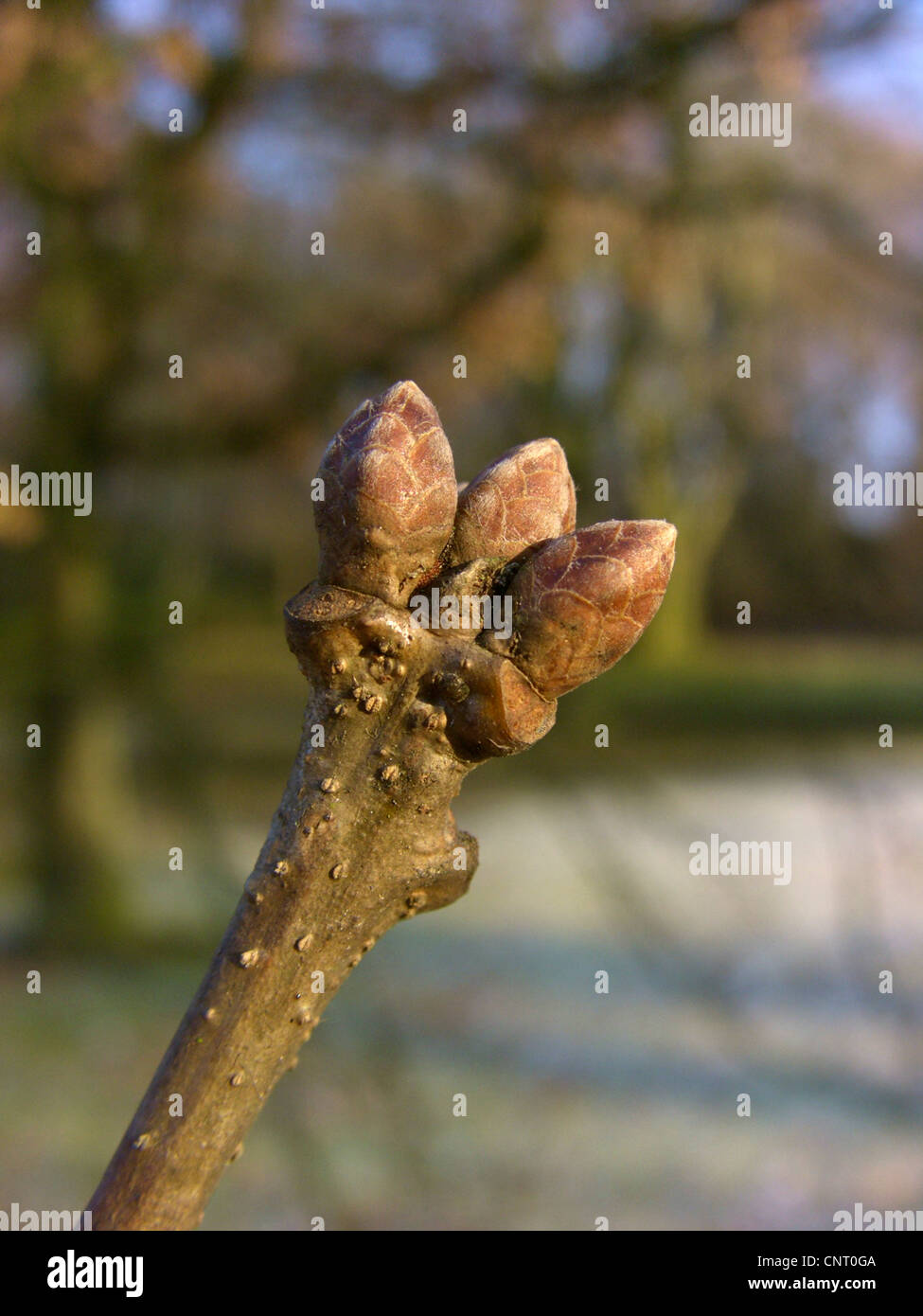 common oak, pedunculate oak, English oak (Quercus robur), twig with ...
