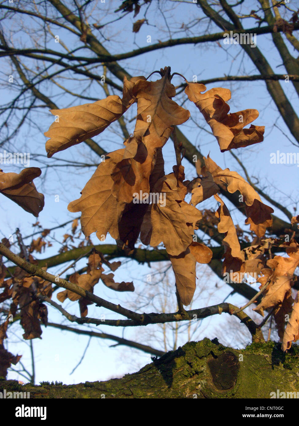 common oak, pedunculate oak, English oak (Quercus robur), dried leaves ...