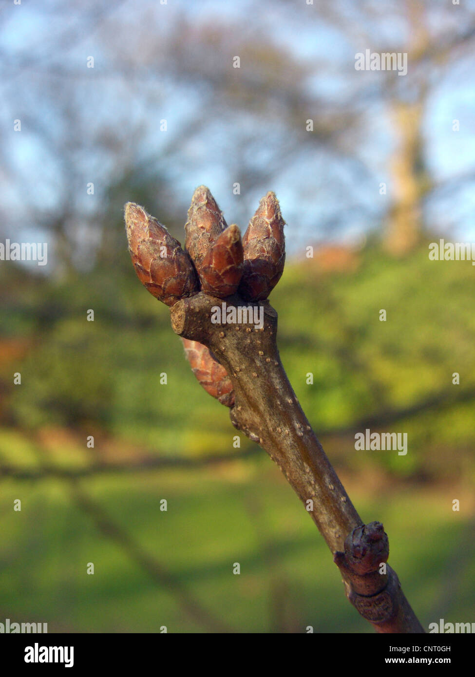 Oak tree buds winter hi-res stock photography and images - Alamy