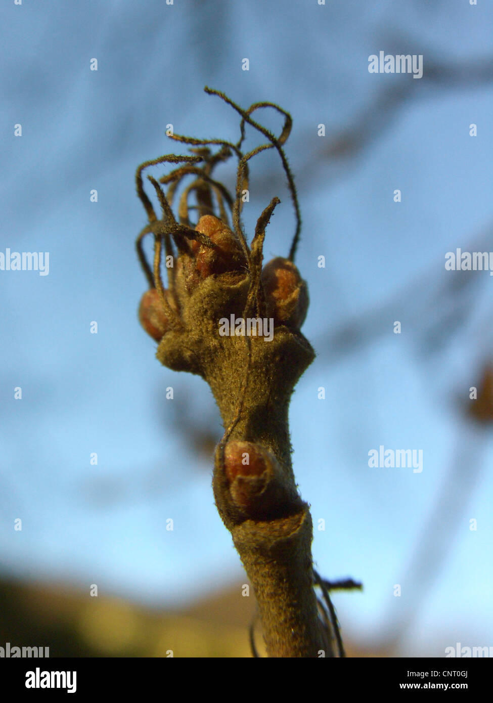 Turkey oak (Quercus cerris), twig with winter buds Stock Photo - Alamy